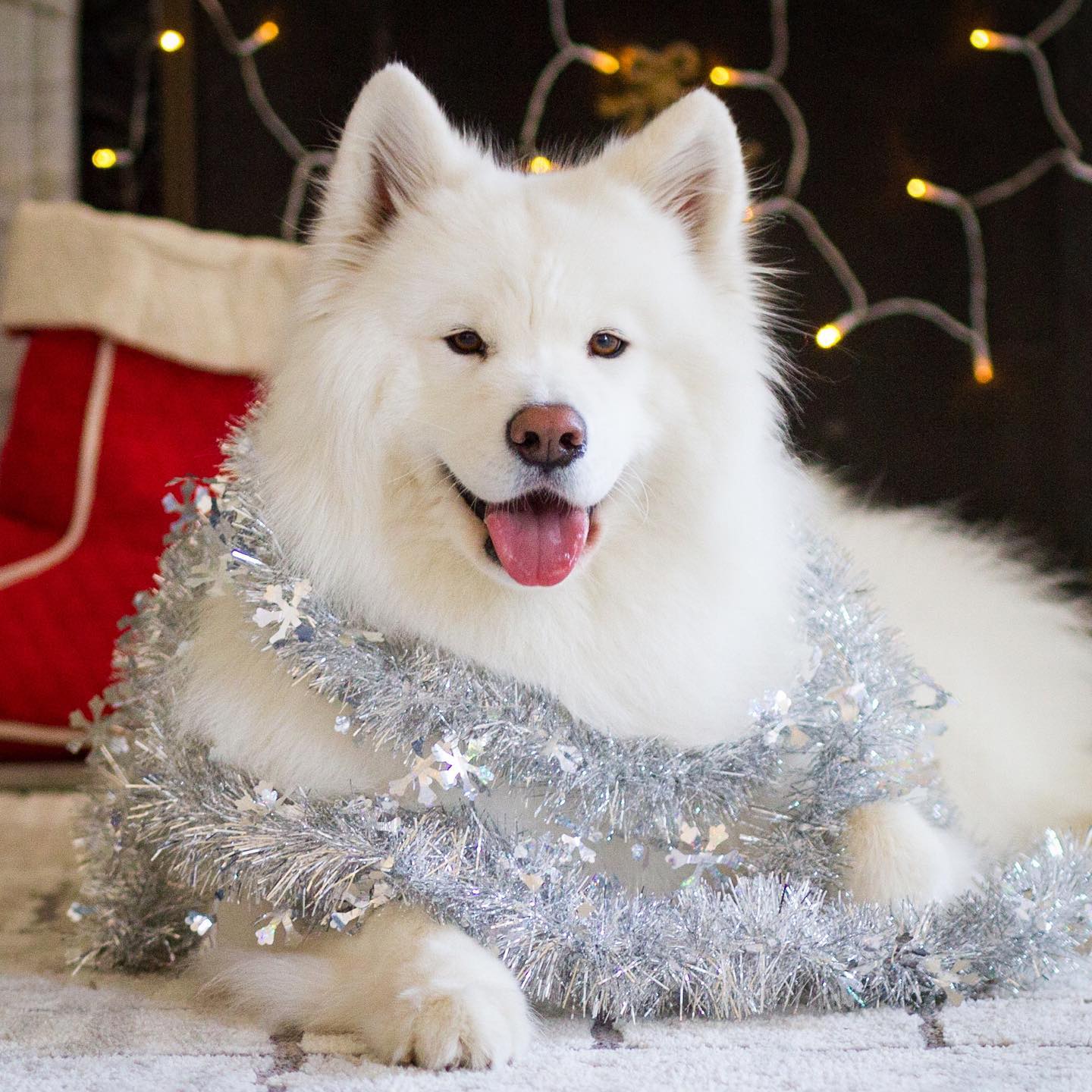 Animal Instagram Accounts You Have To Follow! - WarPaint Journal