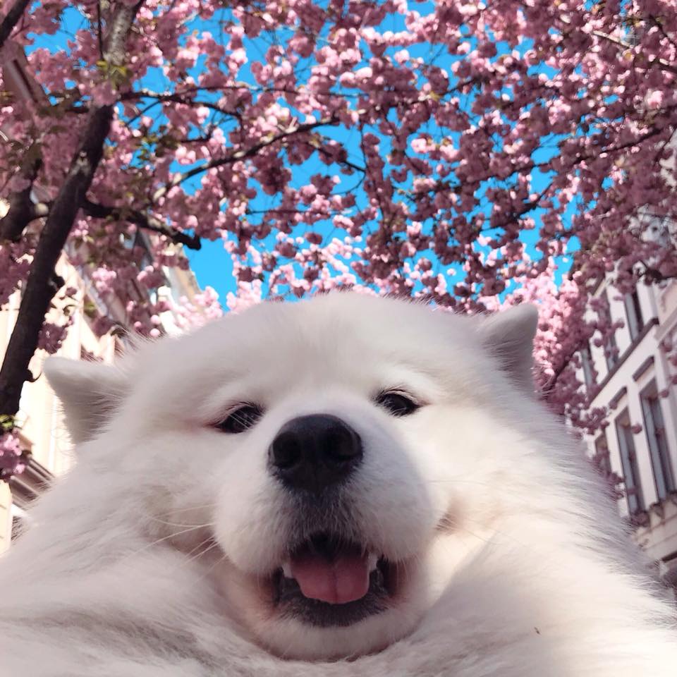 Animal Instagram Accounts You Have To Follow! - WarPaint Journal