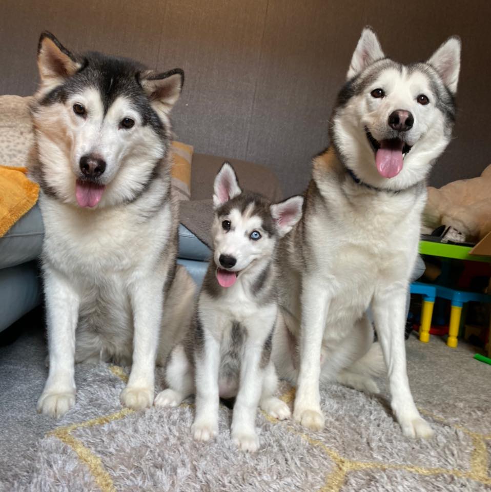 Animal Instagram Accounts You Have To Follow! - WarPaint Journal
